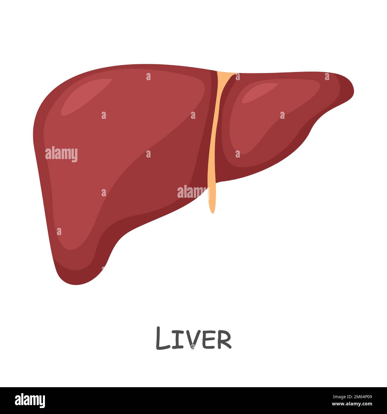 Liver of human . Cartoon design . Isolated . Vector Stock Vector Image ...