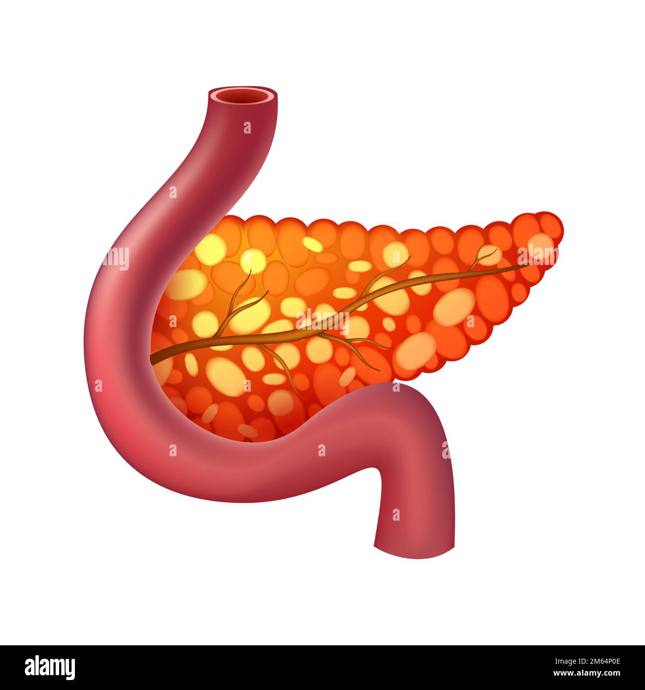 Pancreas of human . Digestive system . Realistic design . Isolated ...