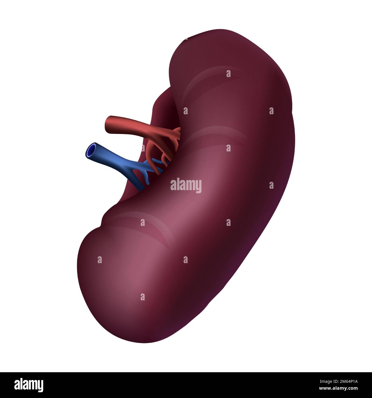 Spleen Of Human Realistic Design Isolated Vector Illustration Stock Vector Image And Art Alamy