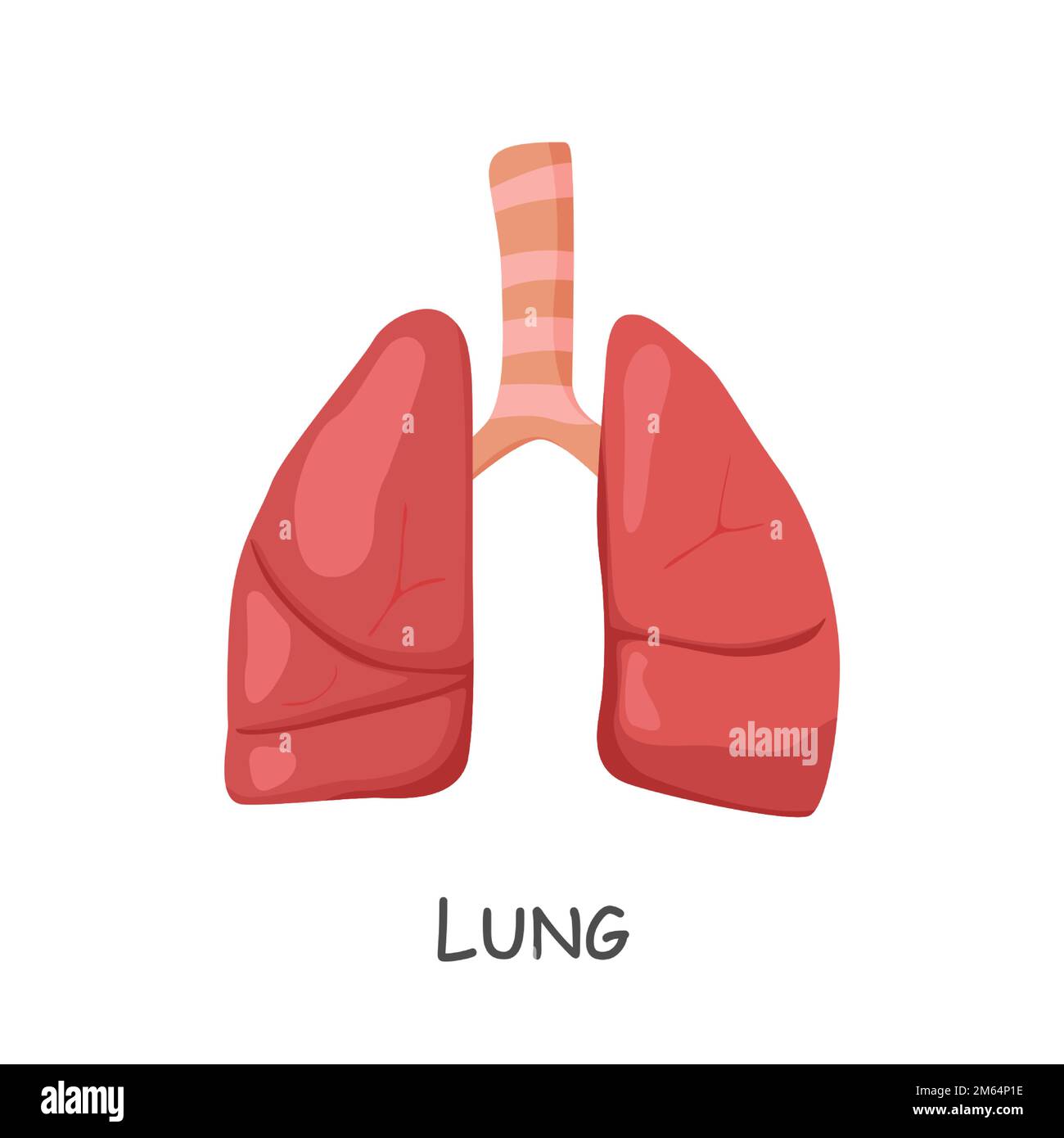 Lung of human . Cartoon design . Isolated . Vector Stock Vector Image ...