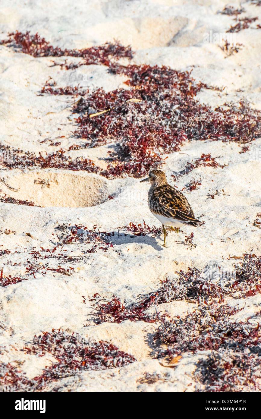 Sandpiper snipe sandpipers male female bird birds eating disgusting ...