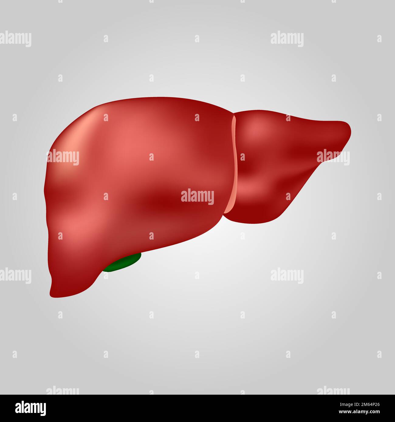 Liver of human . Hepatobiliary system . Realistic design . Isolated ...