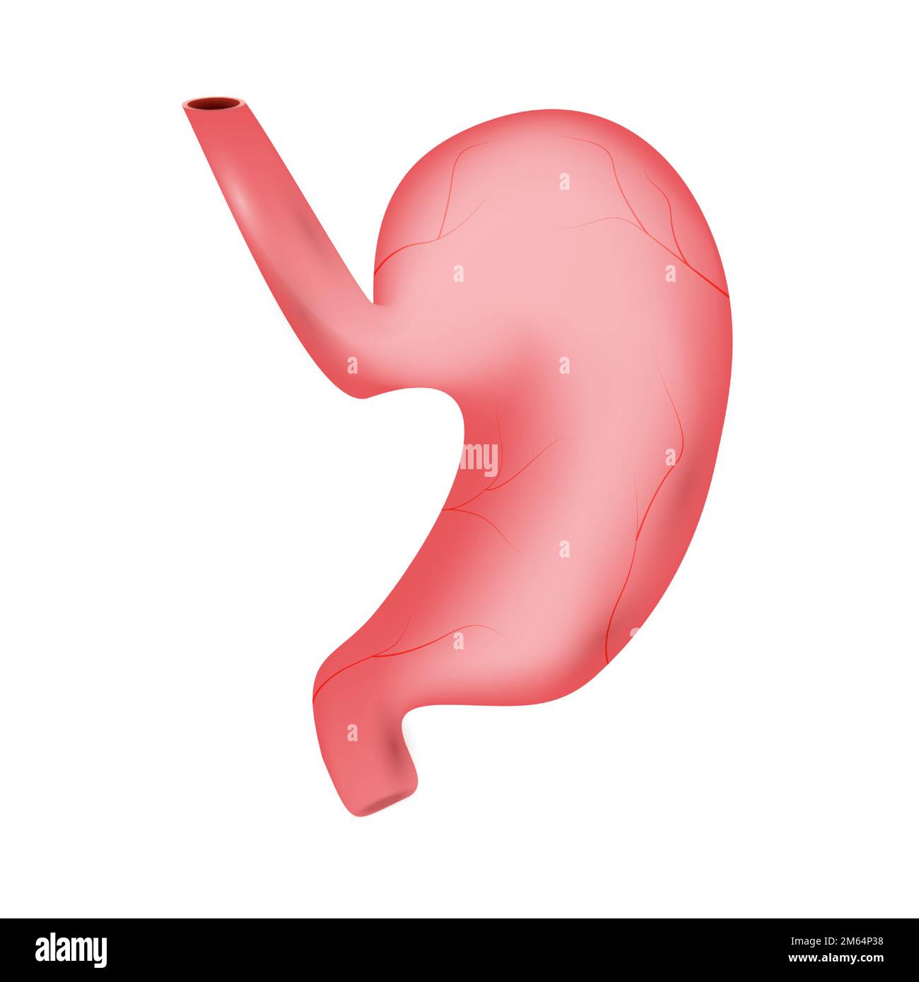 Stomach of human . Digestive system . Realistic design . Isolated ...