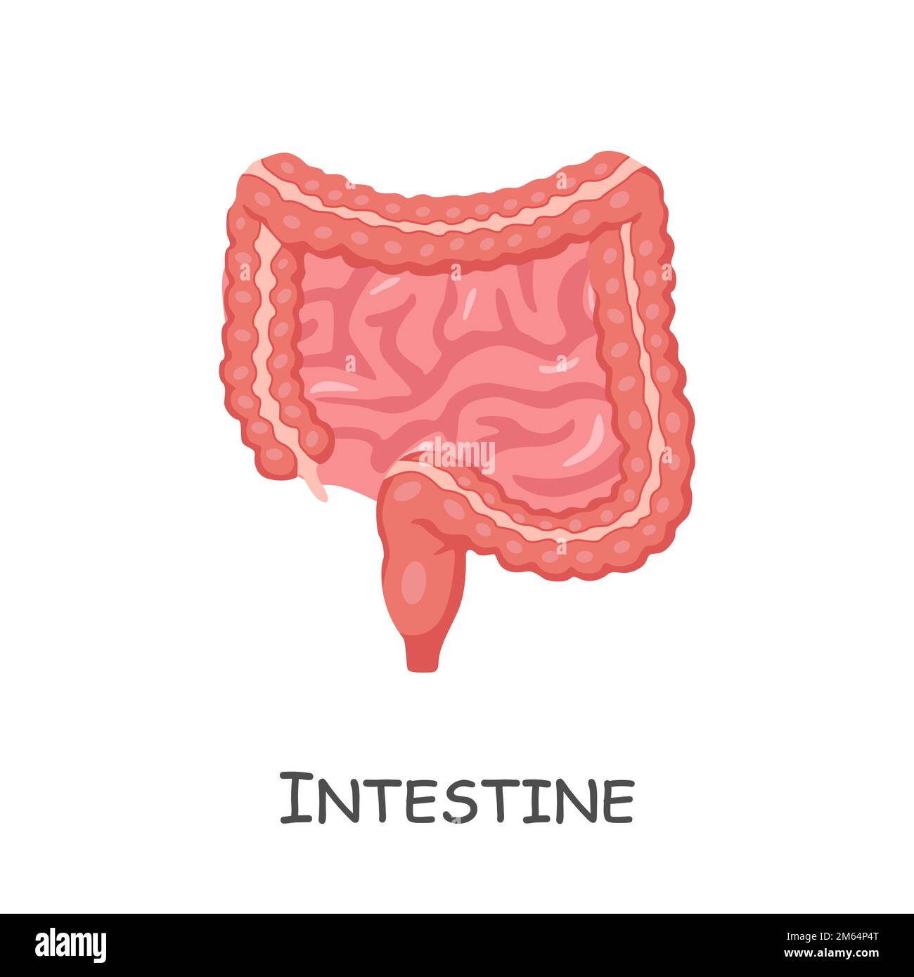 Intestine of human . Cartoon design . Isolated . Vector Stock Vector ...