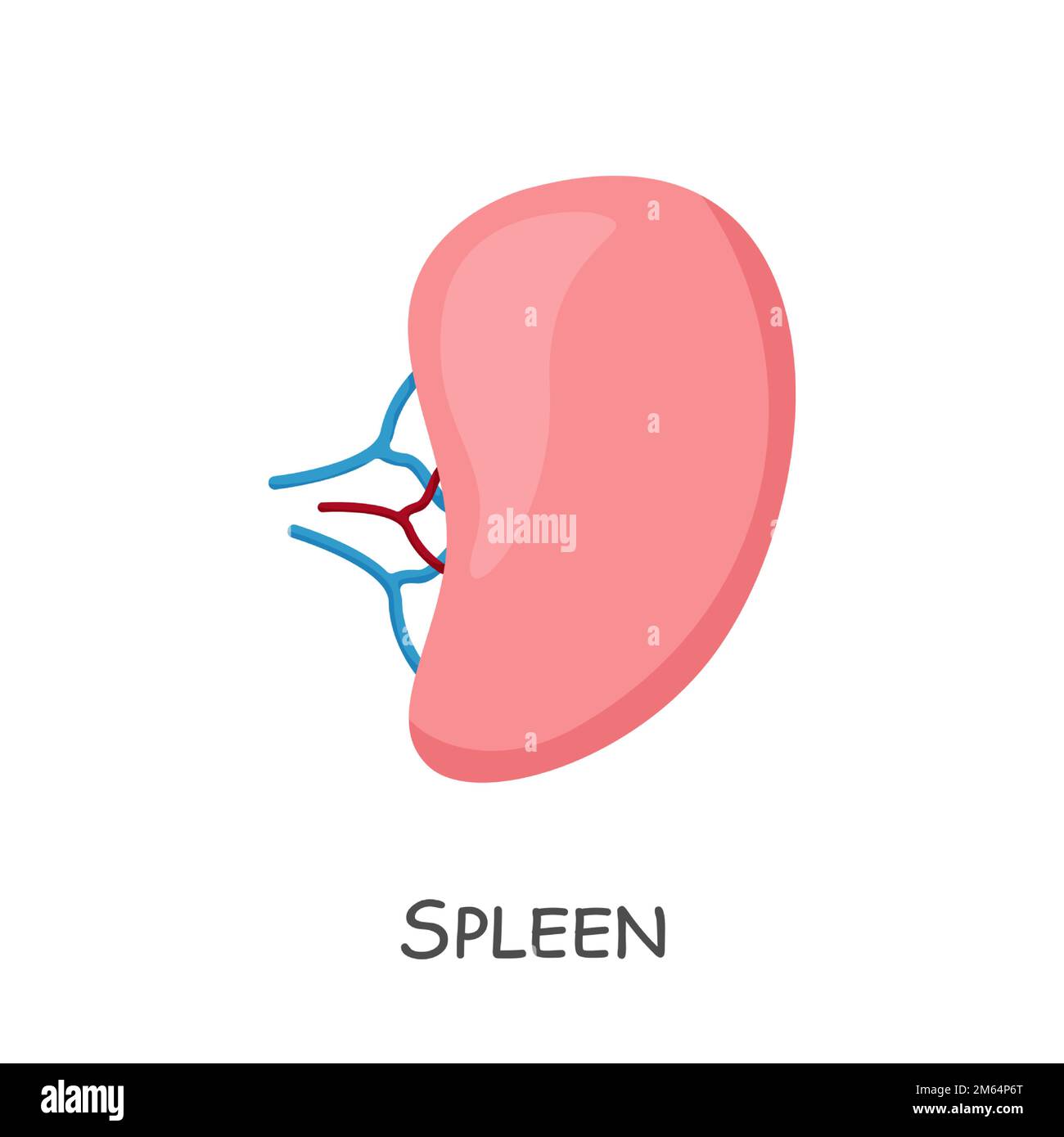 Spleen human organ flat Cut Out Stock Images & Pictures - Alamy