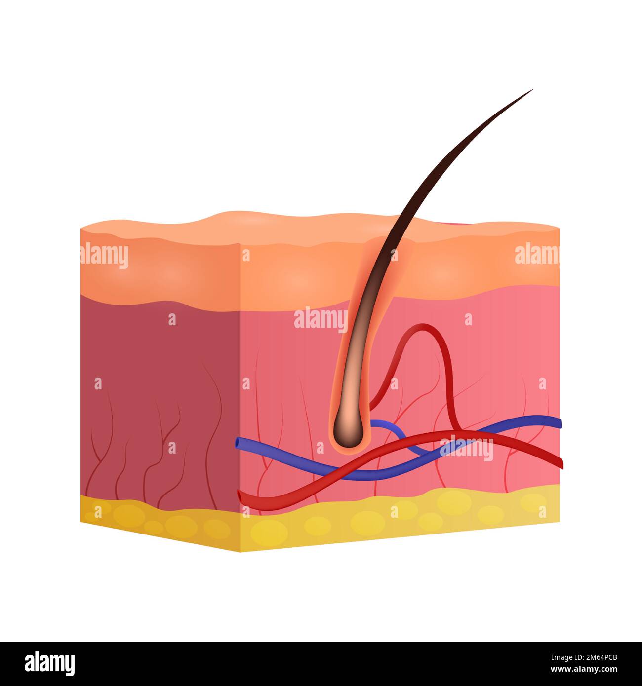 Cross Section Of Skin And Hair Dermatological System Realistic