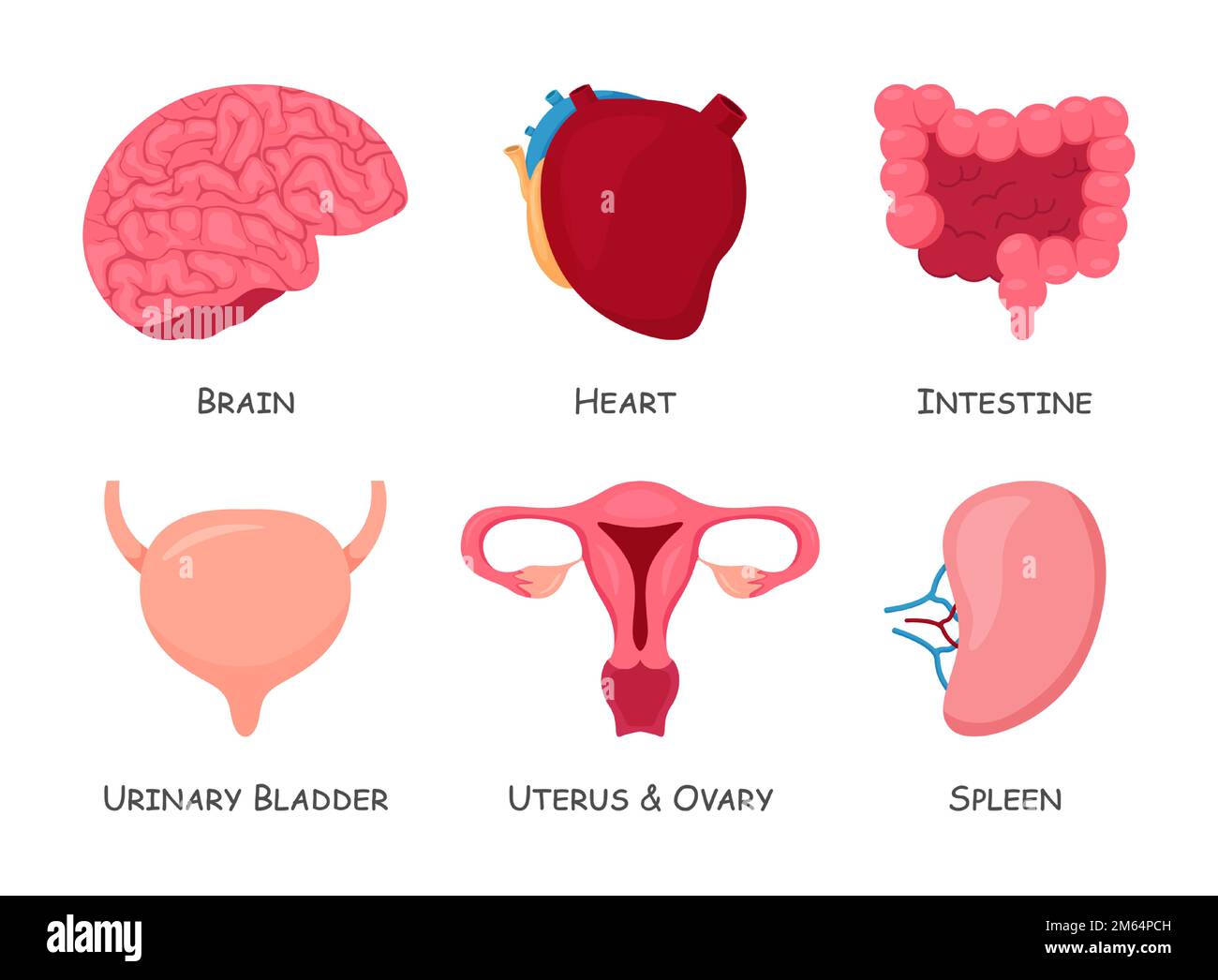 Set of human internal organs . Cartoon design . Isolated . Vector Stock ...