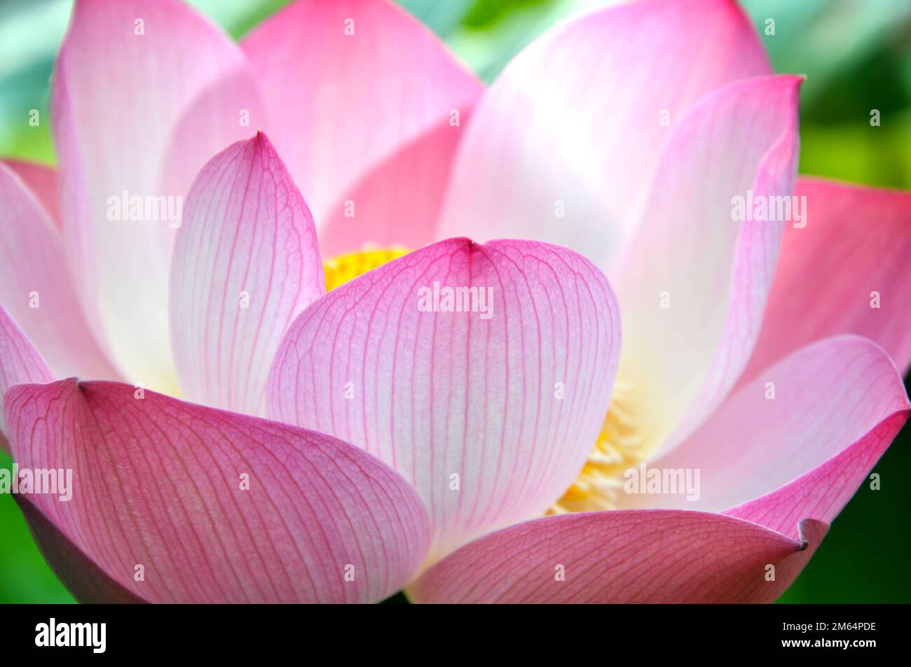 Blossoming lotus flowers in pond Stock Photo - Alamy