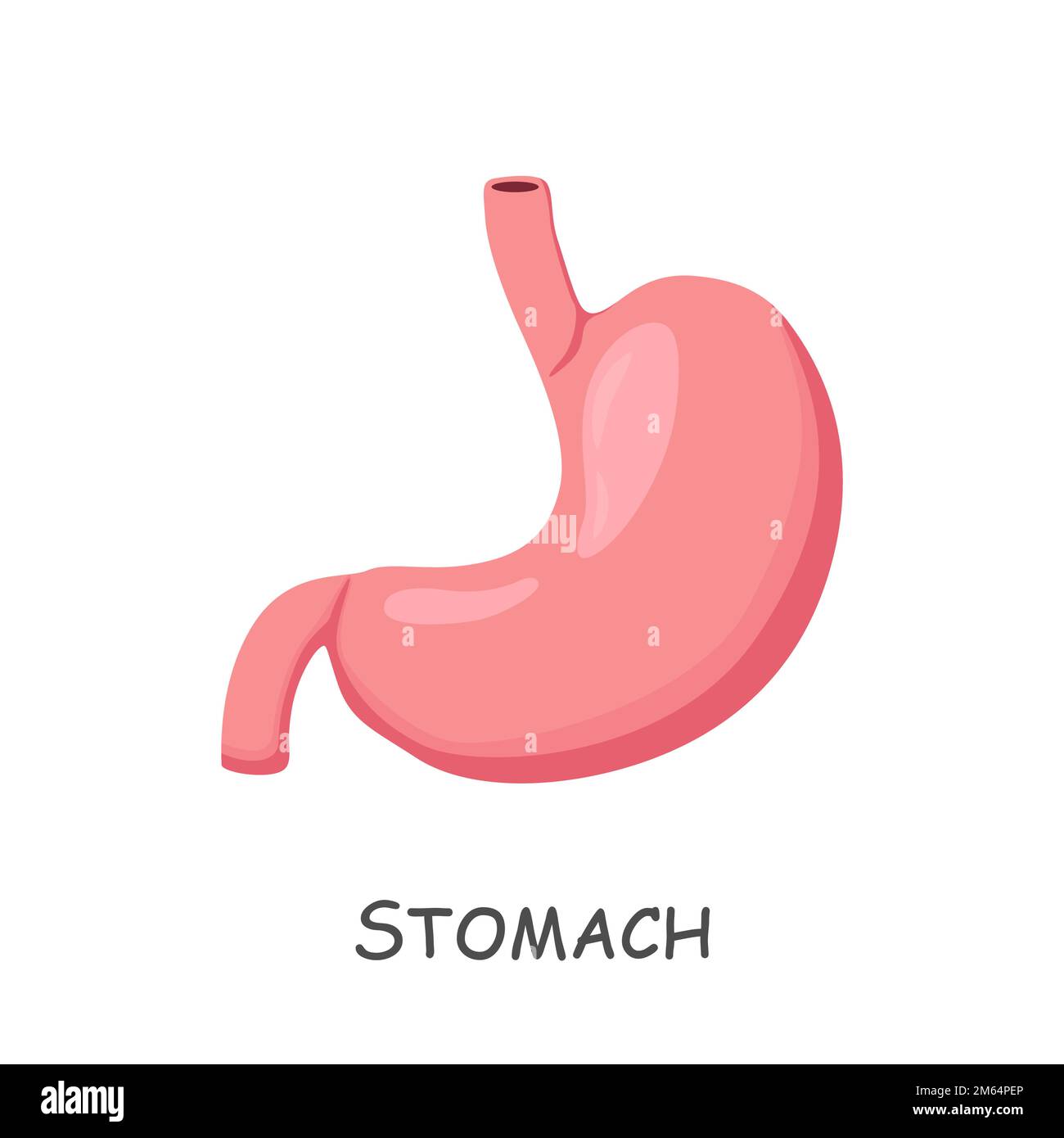 Stomach of human . Cartoon design . Isolated . Vector Stock Vector ...