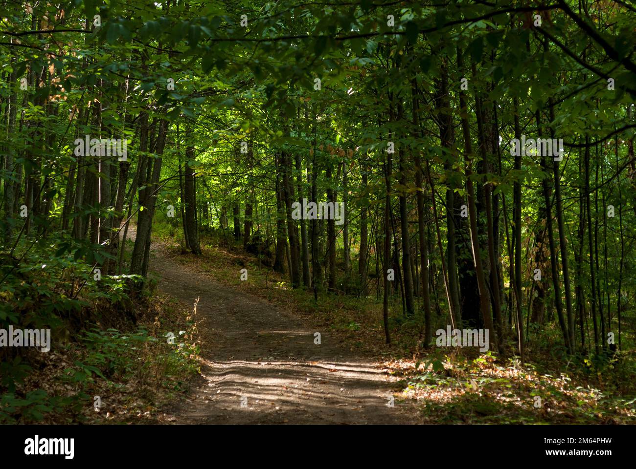 Knuckle tree hi-res stock photography and images - Alamy
