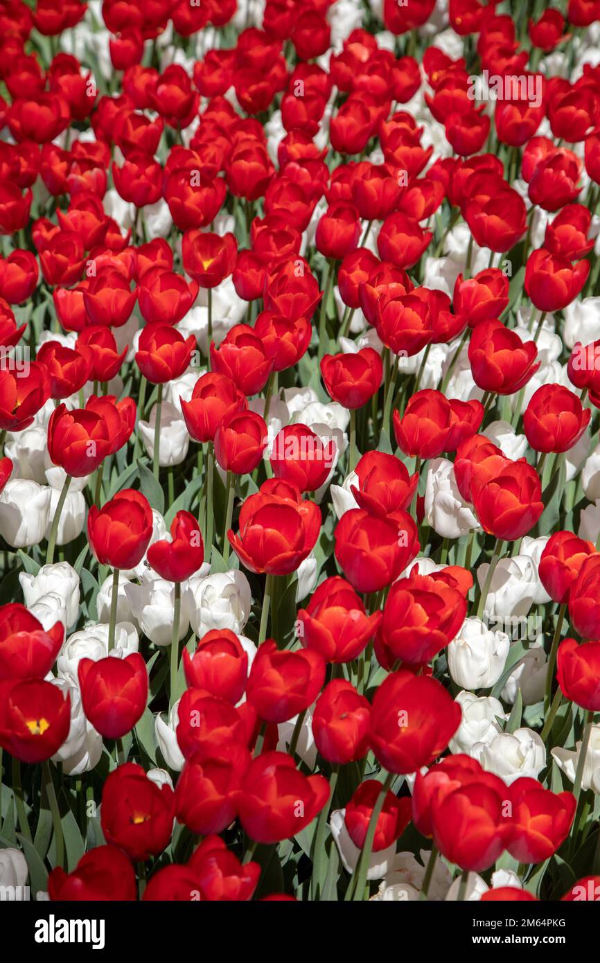 Red white mix flower hi-res stock photography and images - Alamy