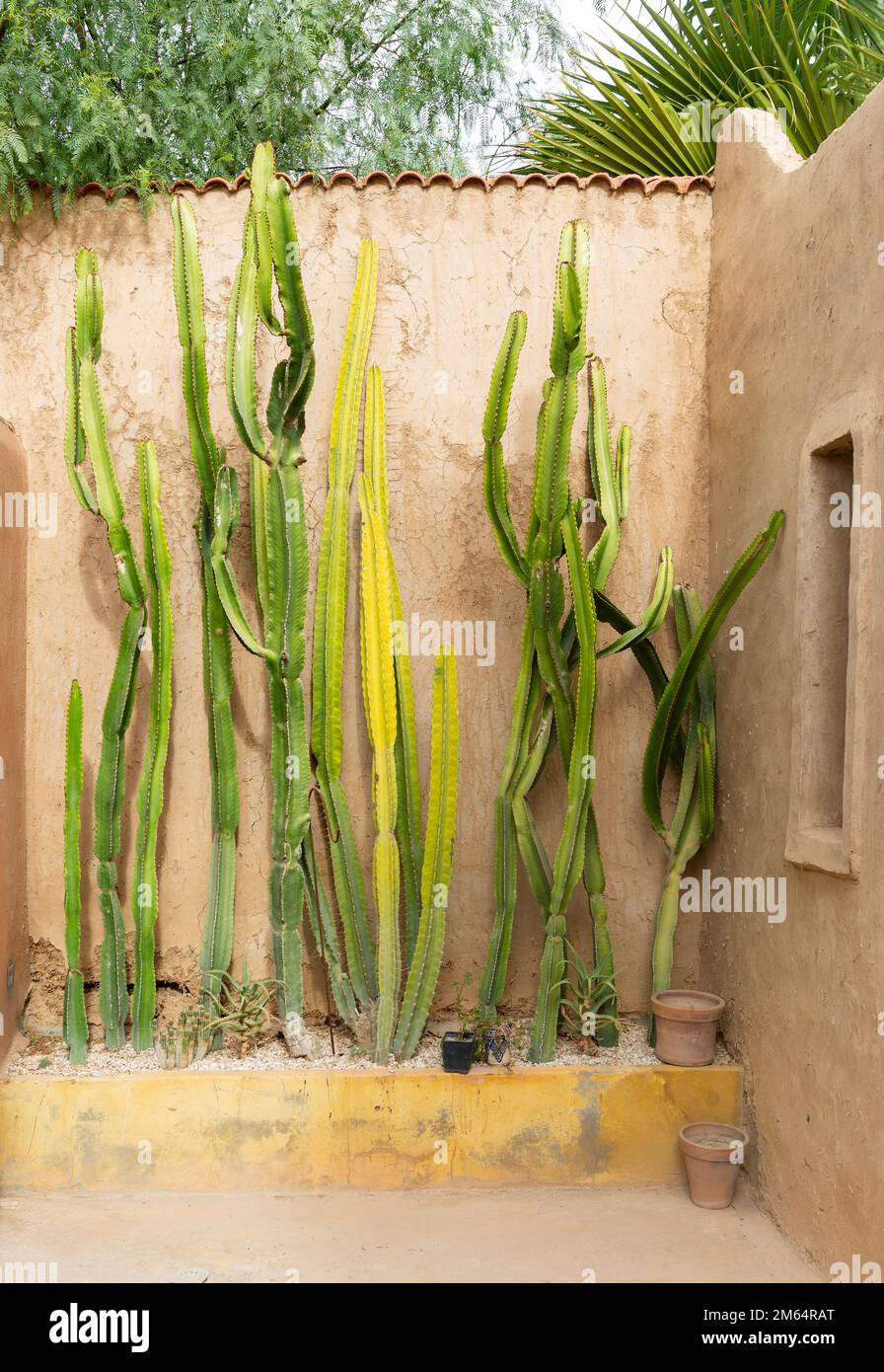 Cacti plants in garden, Dar Tourkia hotel, Taroudant, Sous Valley ...