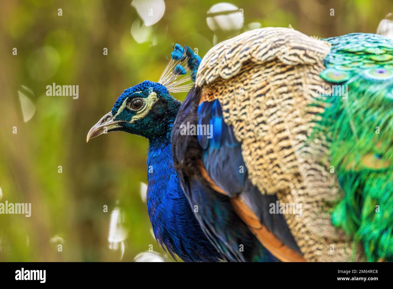 Blue peacocks are among the largest of all birds that fly Stock Photo - Alamy