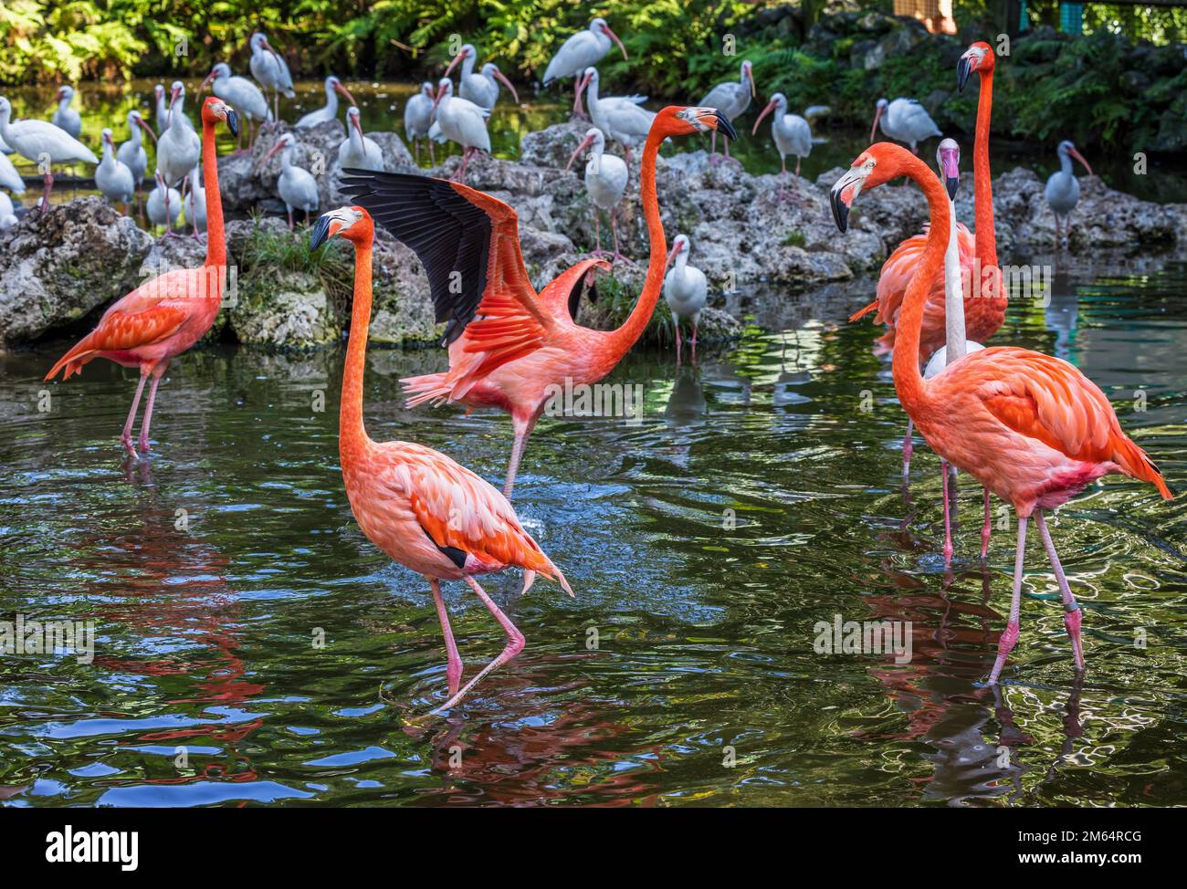 Beautiful pink flamingo hi-res stock photography and images - Alamy