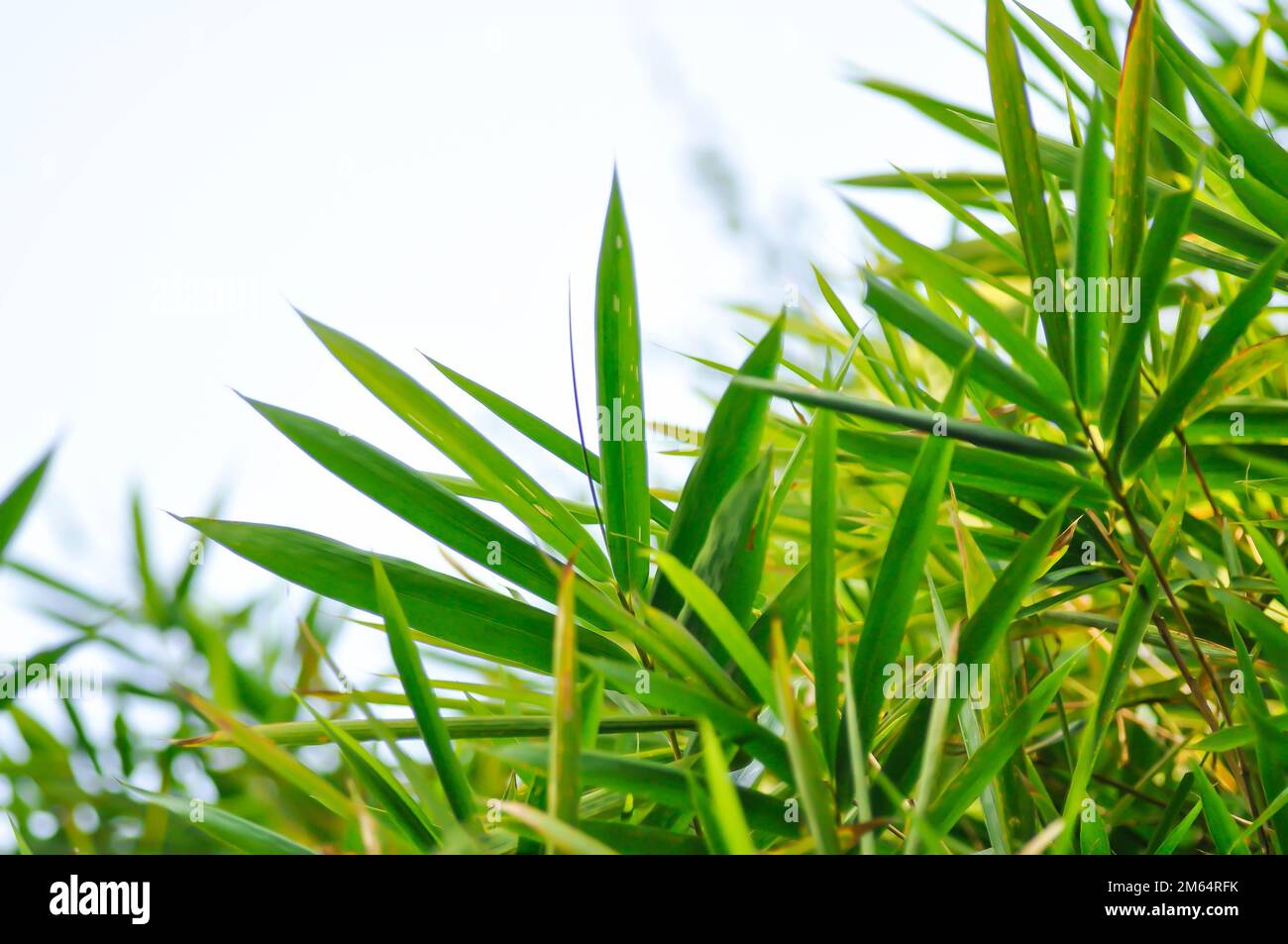 Bambusa vulgaris flower hi-res stock photography and images - Alamy