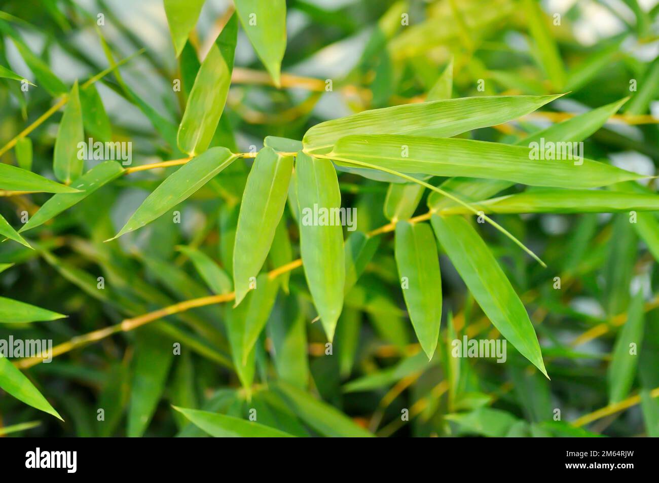 Bamboo, GRAMINEAE or POACEAE or Bambusa arundinacea Willd or Thorn ...