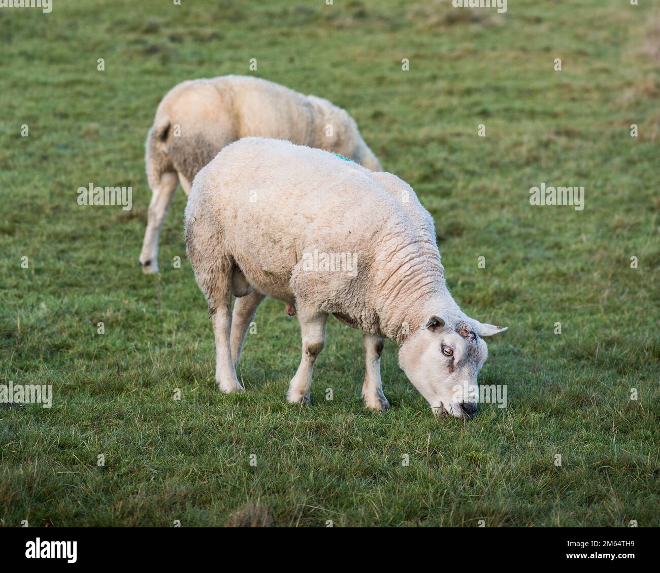 Texel sheep (tups) in early January kept as a small group together ...
