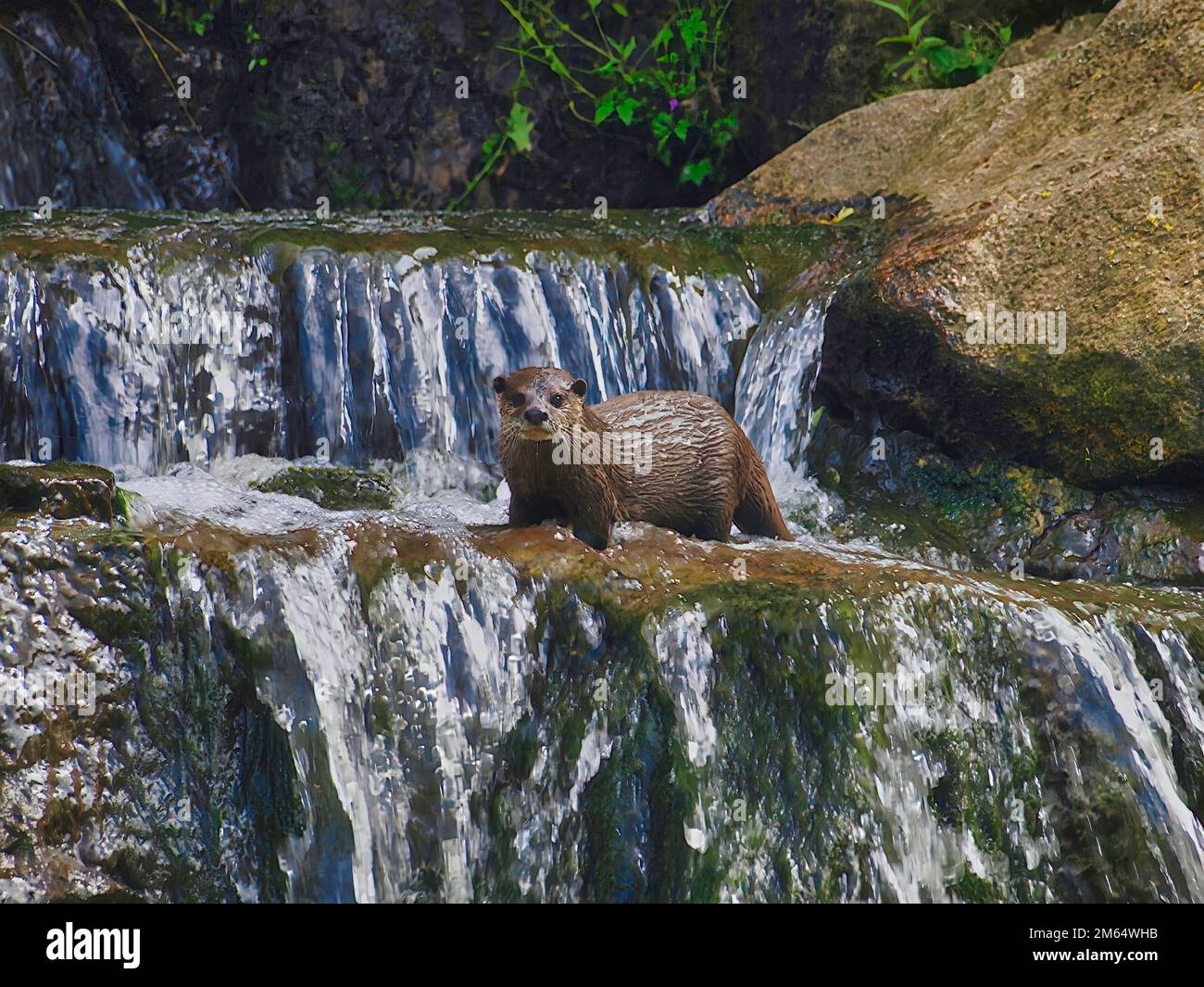 Portrait of a Eurasian Otter (Lutra lutra) standing on a waterfall ...