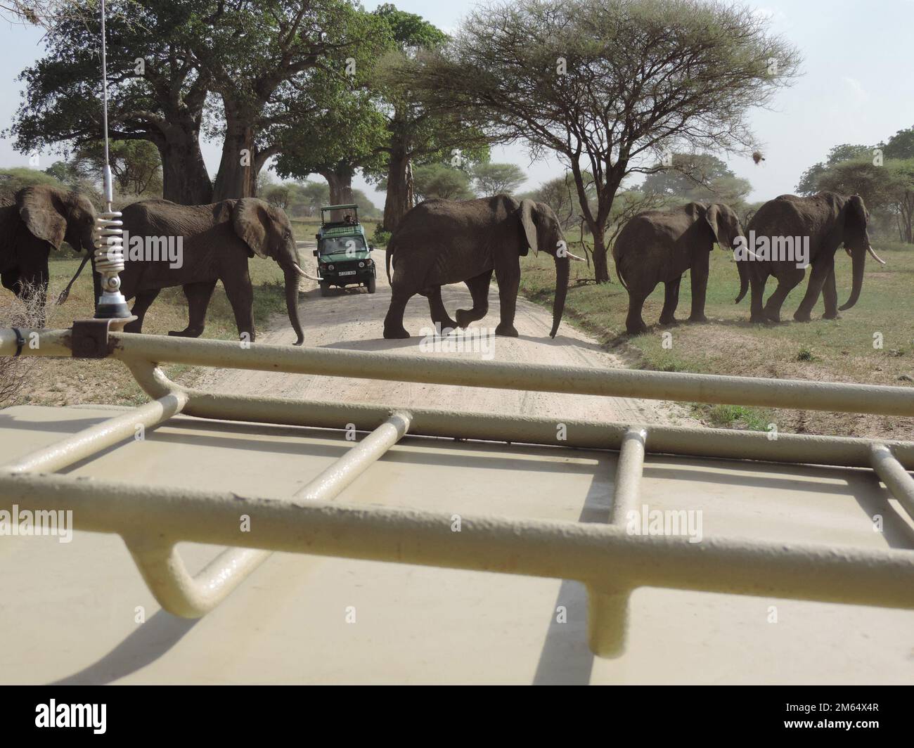 Herd of Arican elephants in the savannah from an off-road car Tanzania ...
