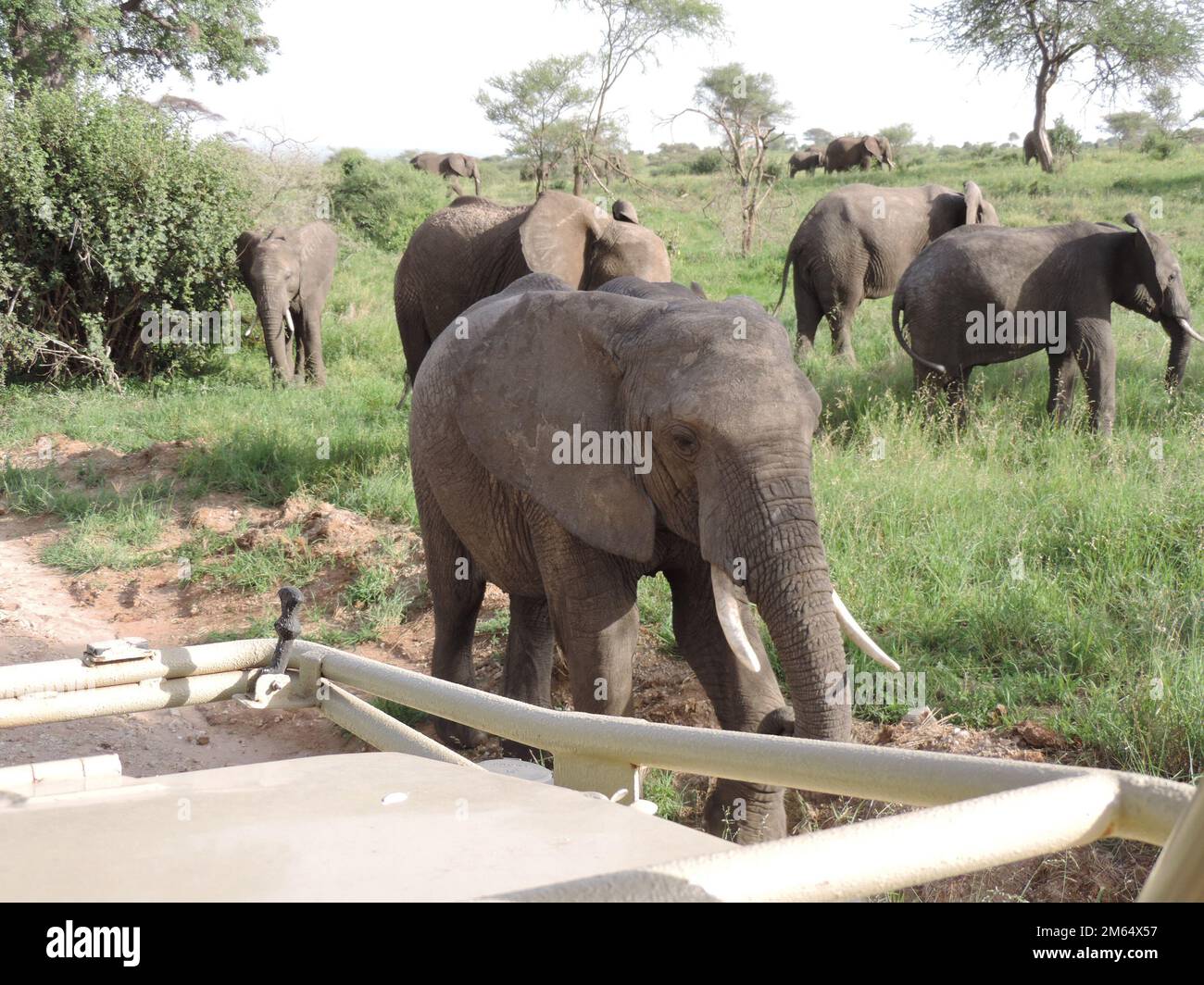 Herd of African elephants in the savannah from an off-road car Tanzania ...