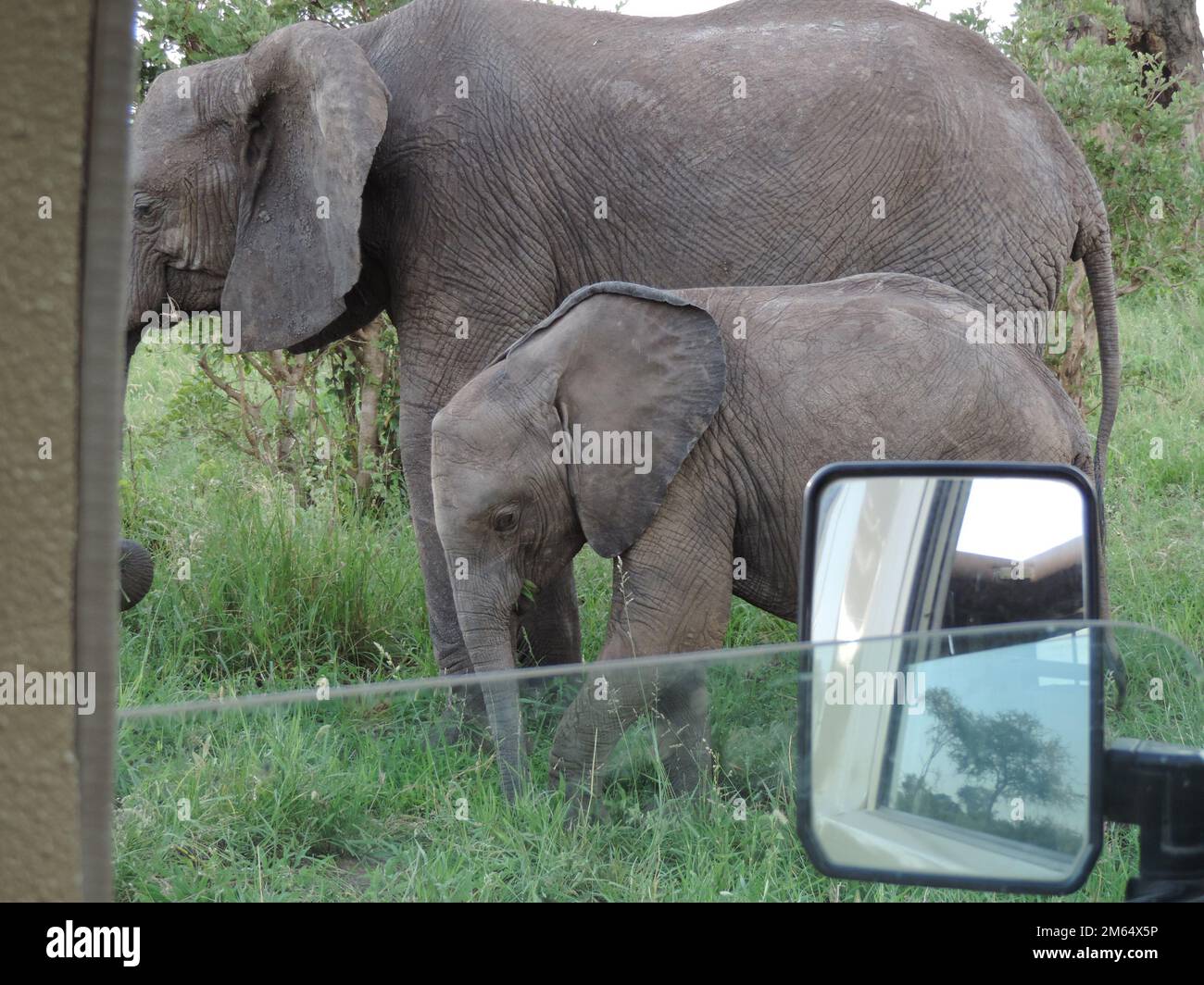African elephants in the savannah from an off-road car Tanzania East ...