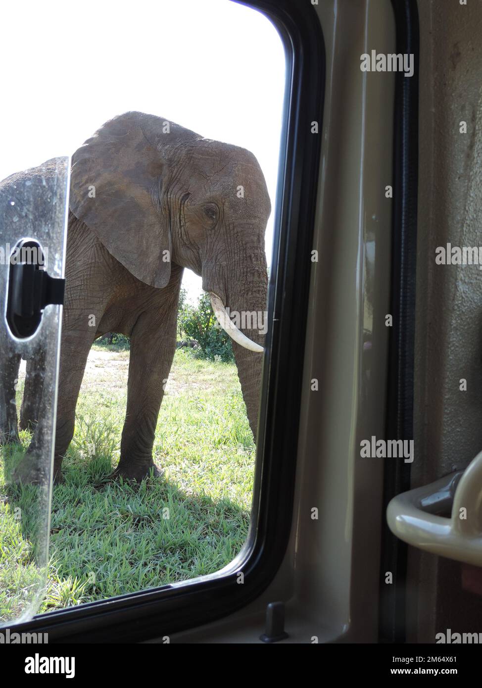 African elephants in the savannah from an off-road car Tanzania East ...