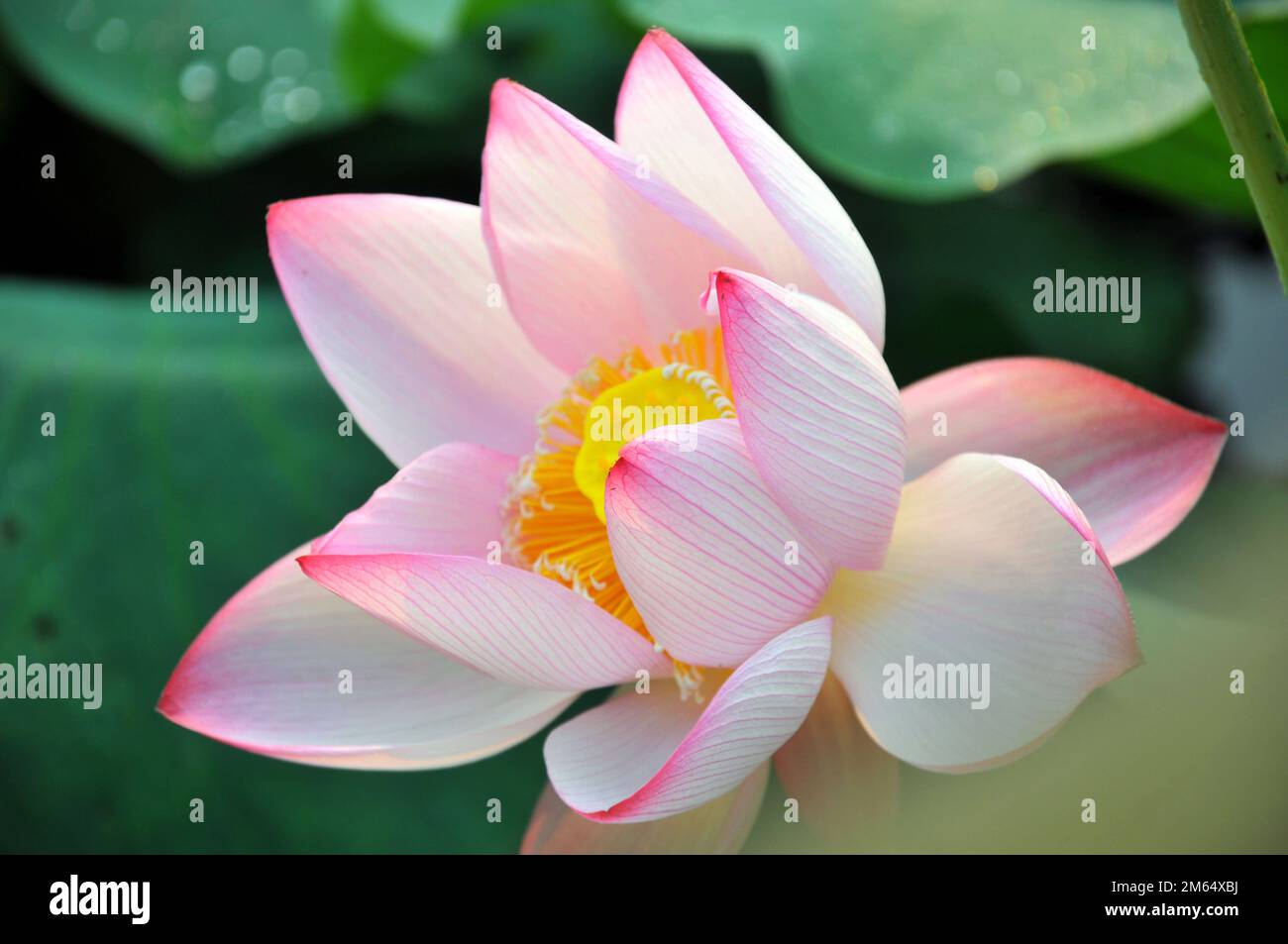 Blossoming lotus flowers in pond Stock Photo - Alamy