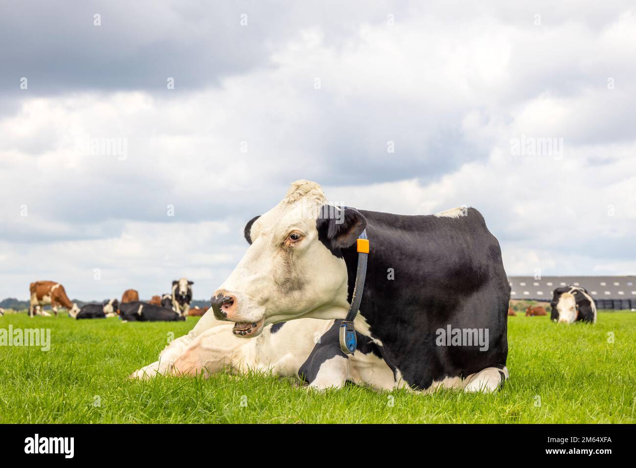 Large cow lies in the field, lying down happy in green grass, black and ...