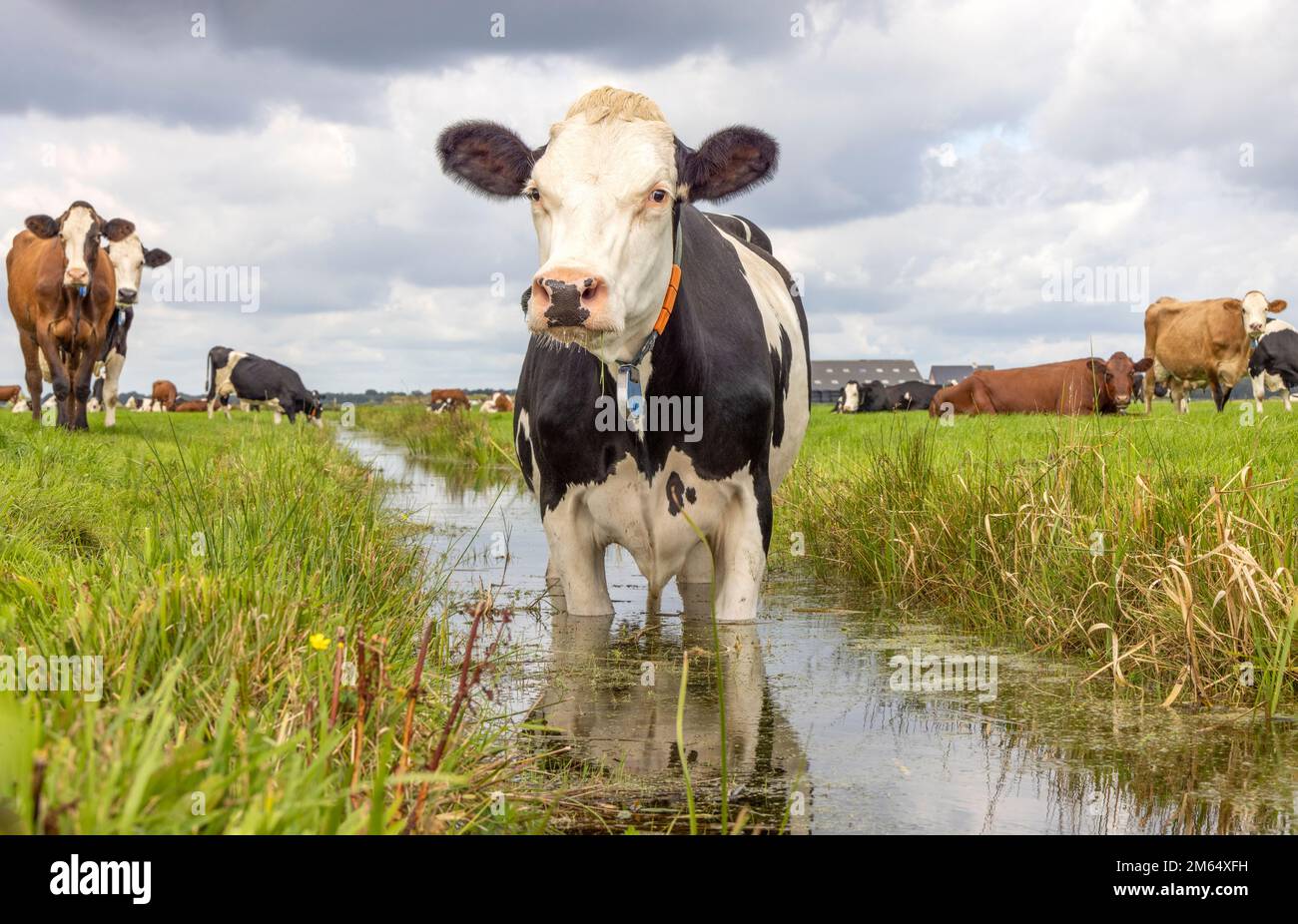 Cow in a ditch cooling, swimming taking a bath and standing in a creek ...