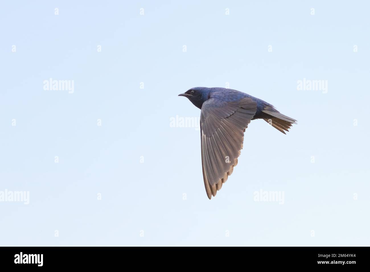 Male Purple Martin swallow bird in flight closeup Stock Photo - Alamy