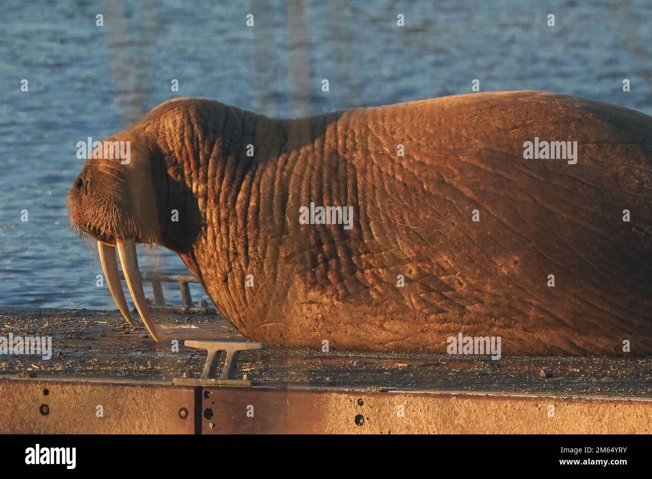A walrus at he Royal Northumberland Yacht Club, Blyth. The sighting ...