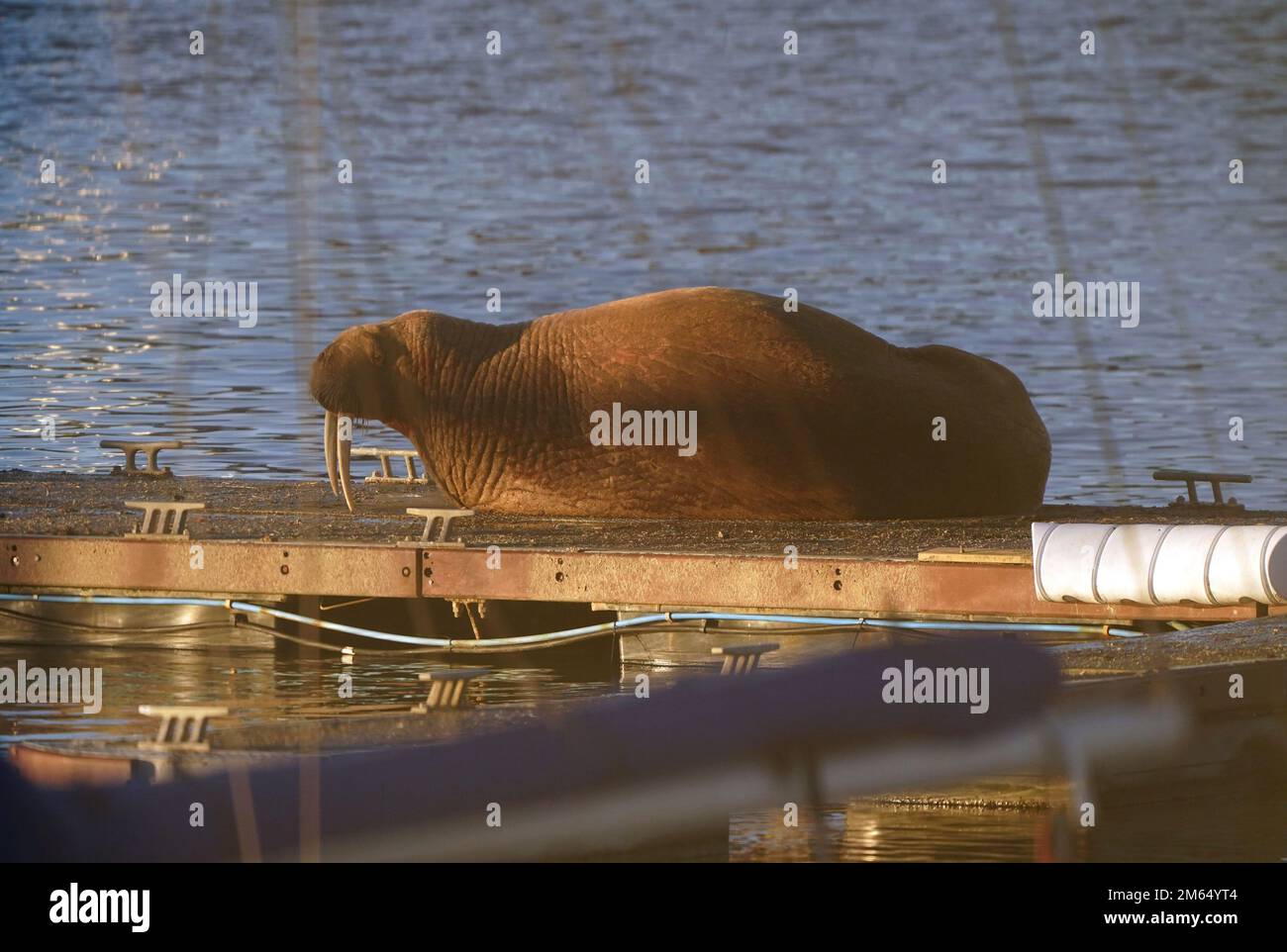 A walrus at he Royal Northumberland Yacht Club, Blyth. The sighting ...