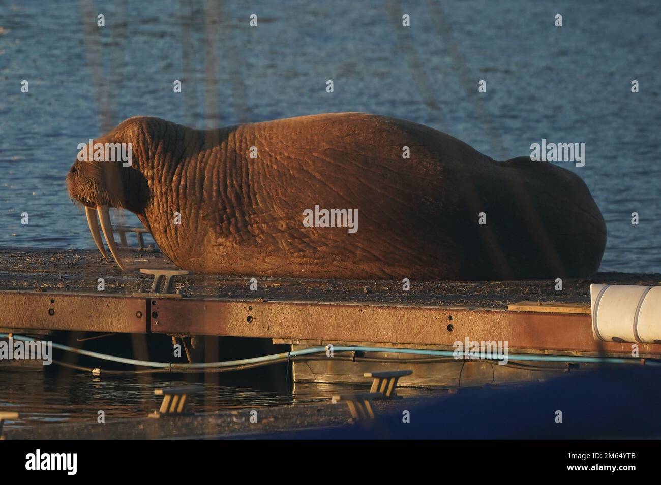 A walrus at he Royal Northumberland Yacht Club, Blyth. The sighting ...