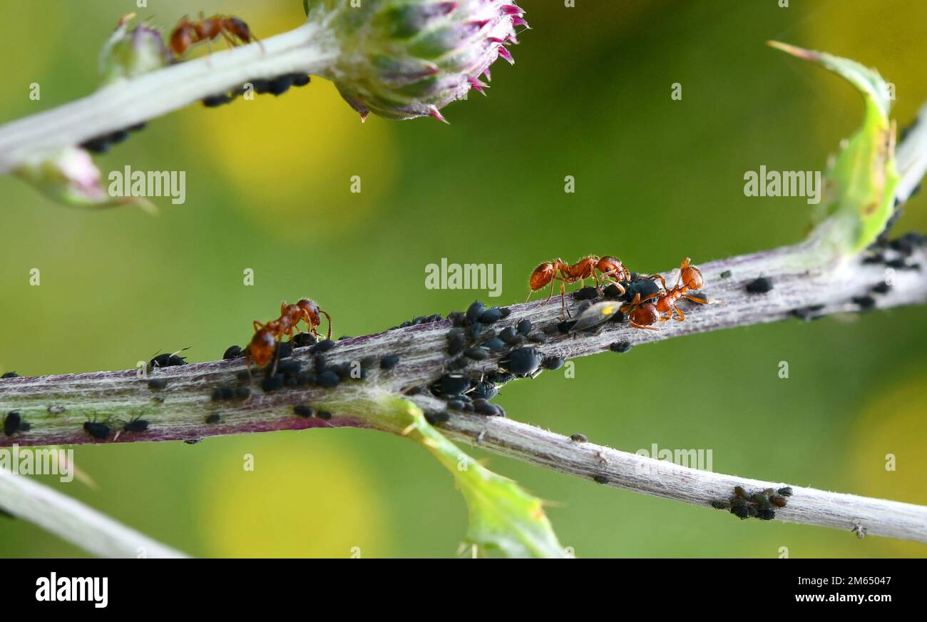 Freegiers hi-res stock photography and images - Alamy