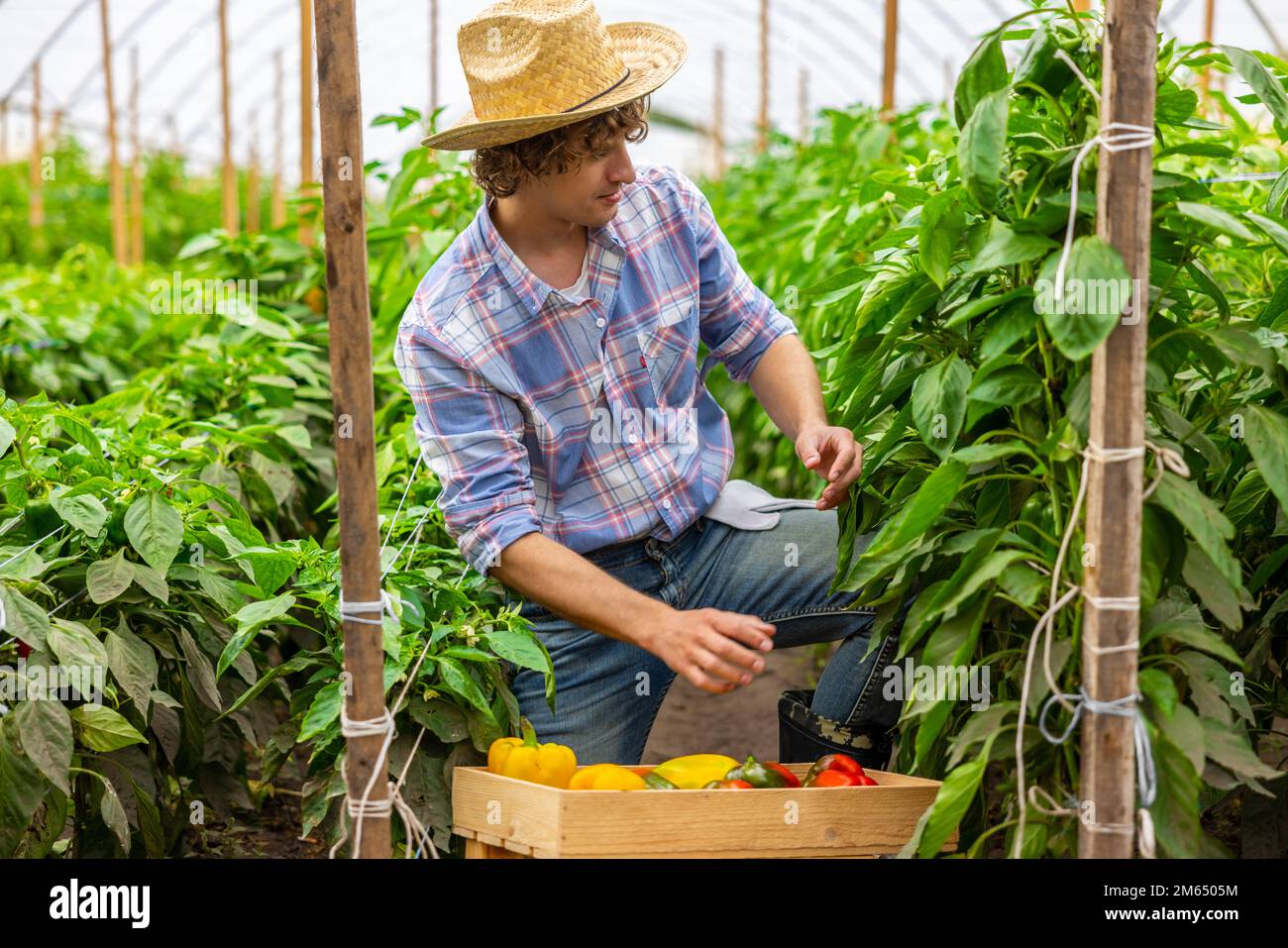 Olericulturist hi-res stock photography and images - Alamy