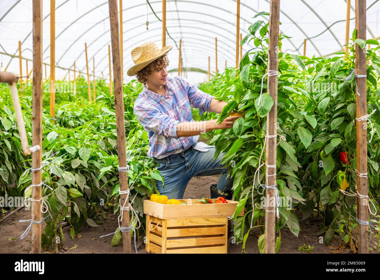 Greenhouse worker collecting the harvest of paprika Stock Photo - Alamy