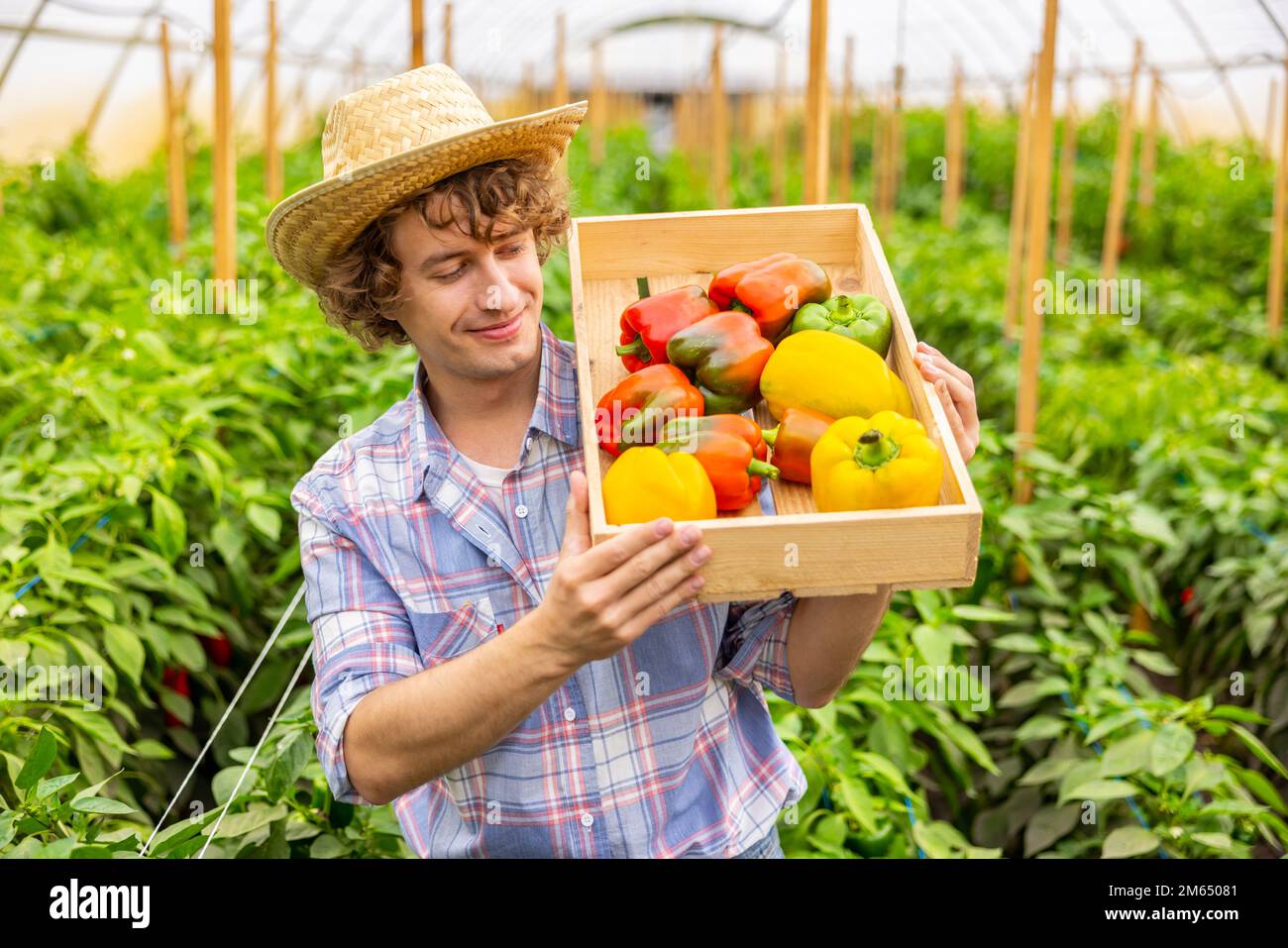 Contented vegetable grower showing off the paprika harvest Stock Photo ...