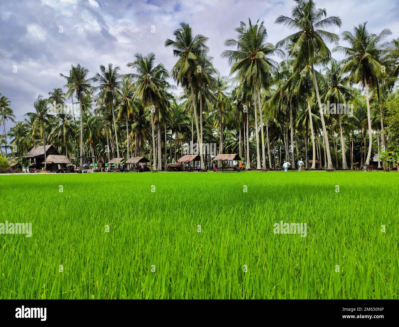 Green rice paddy field in countryside of Malaysia with palm coconut ...