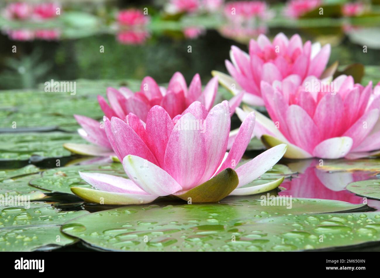Blossoming lotus flowers in pond Stock Photo - Alamy