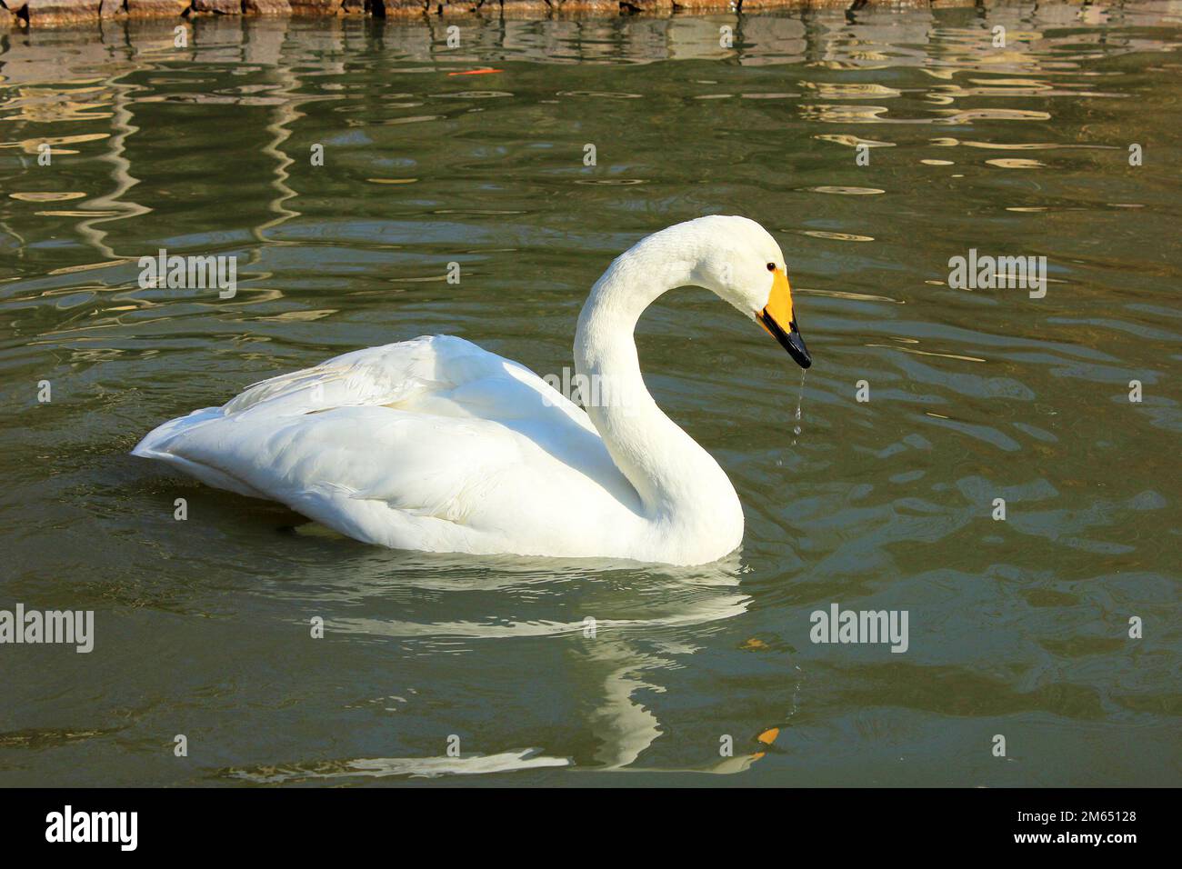 White swan swims in river hi-res stock photography and images - Alamy