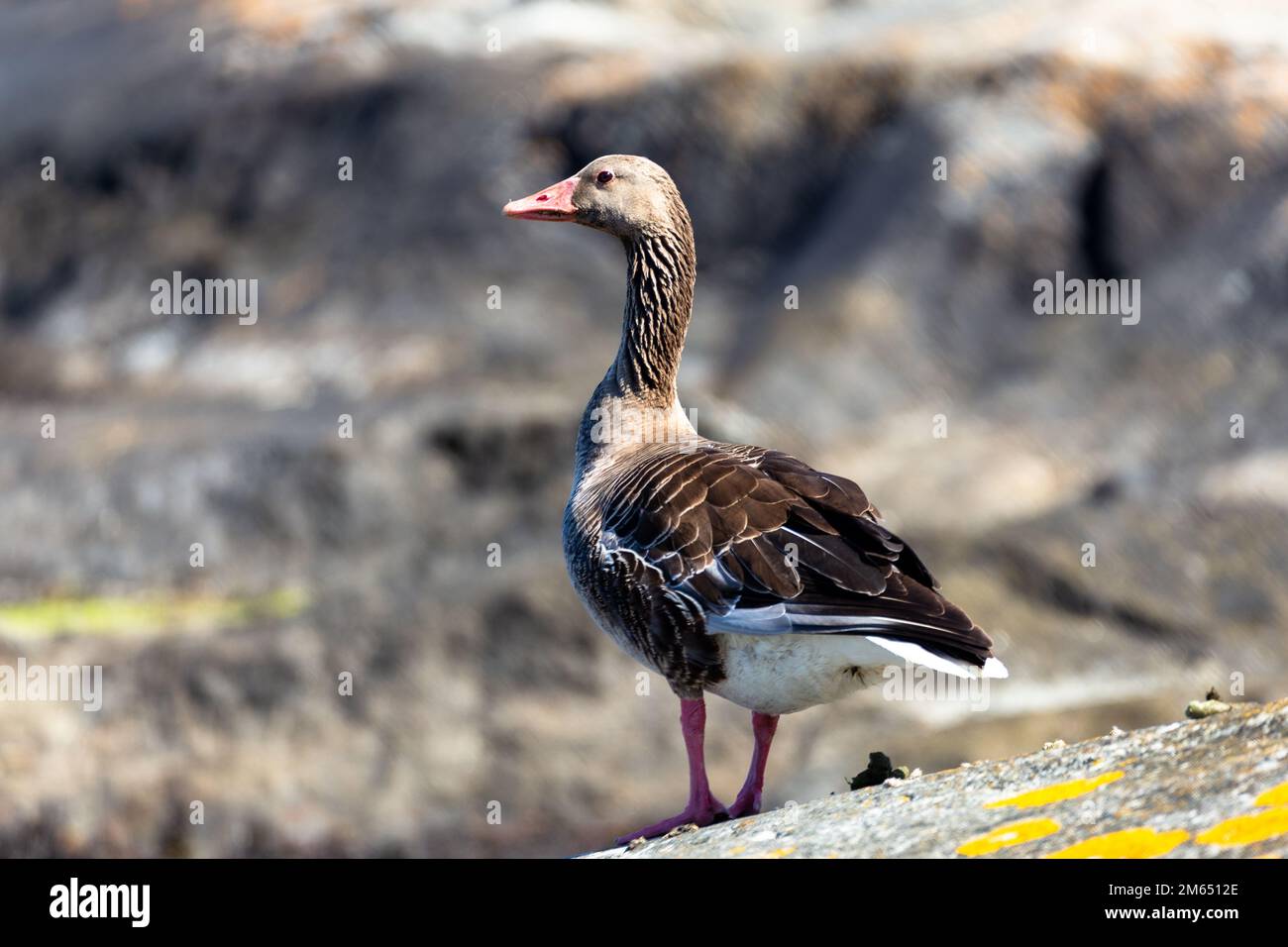 Birds; native to Denmark and Sweden with water in background Stock ...