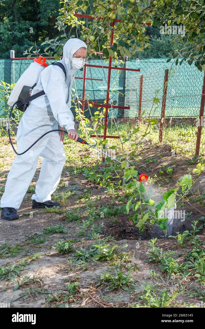 The gardener in a protective suit, in a mask and glasses, with the help ...