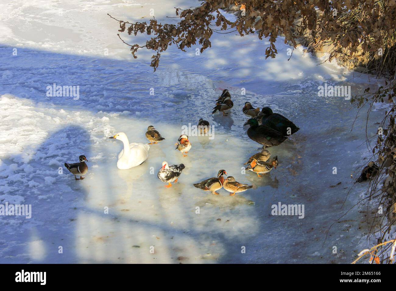 Ducks and a swan stand on ice Stock Photo - Alamy