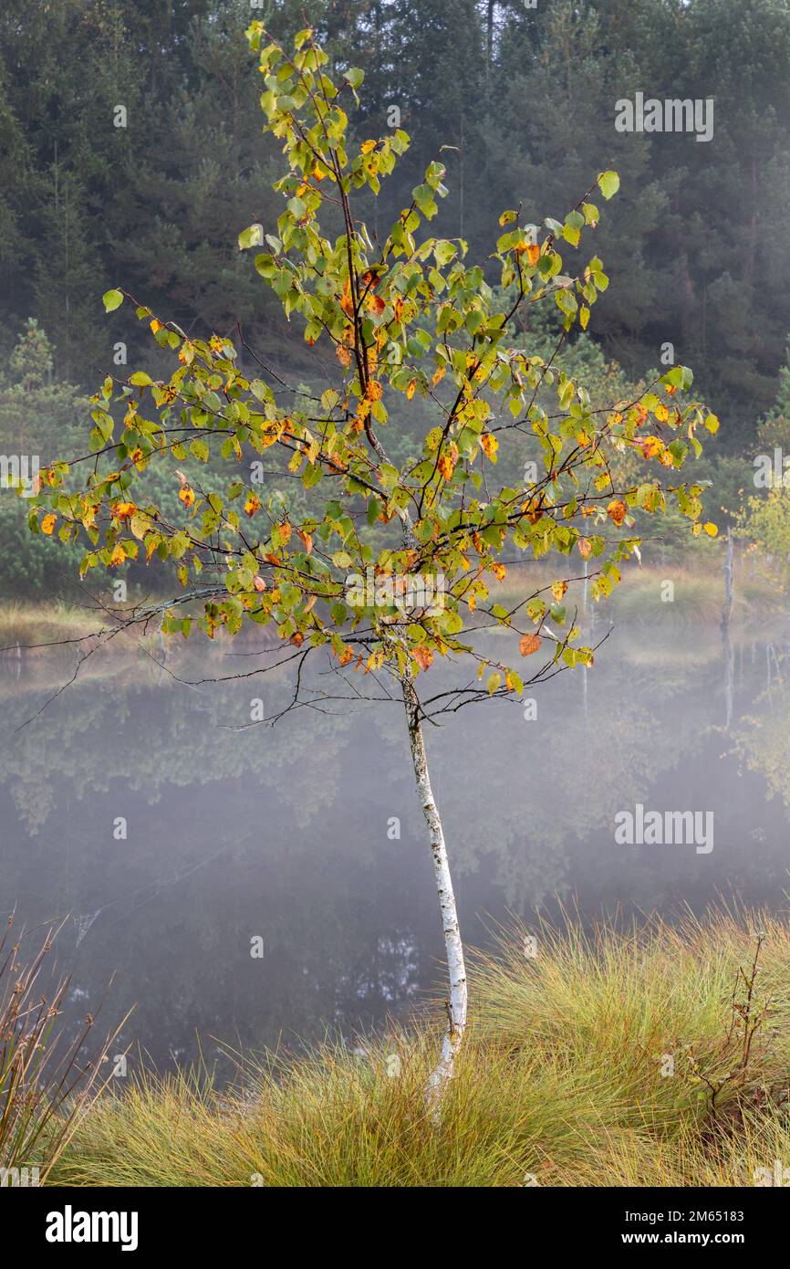 Birch tree in morning light in Wenger Moor, high moor in Salzburger ...