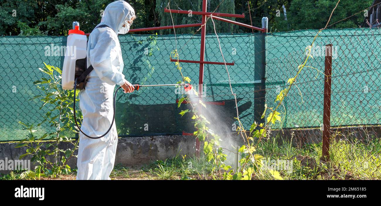 The gardener in a protective suit, in a mask and glasses, with the help ...
