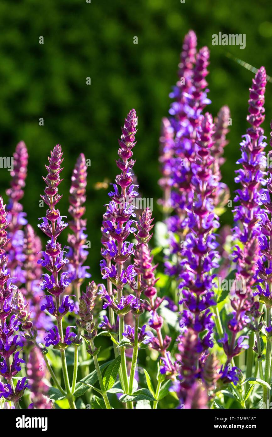 Mulitple stems hi-res stock photography and images - Alamy