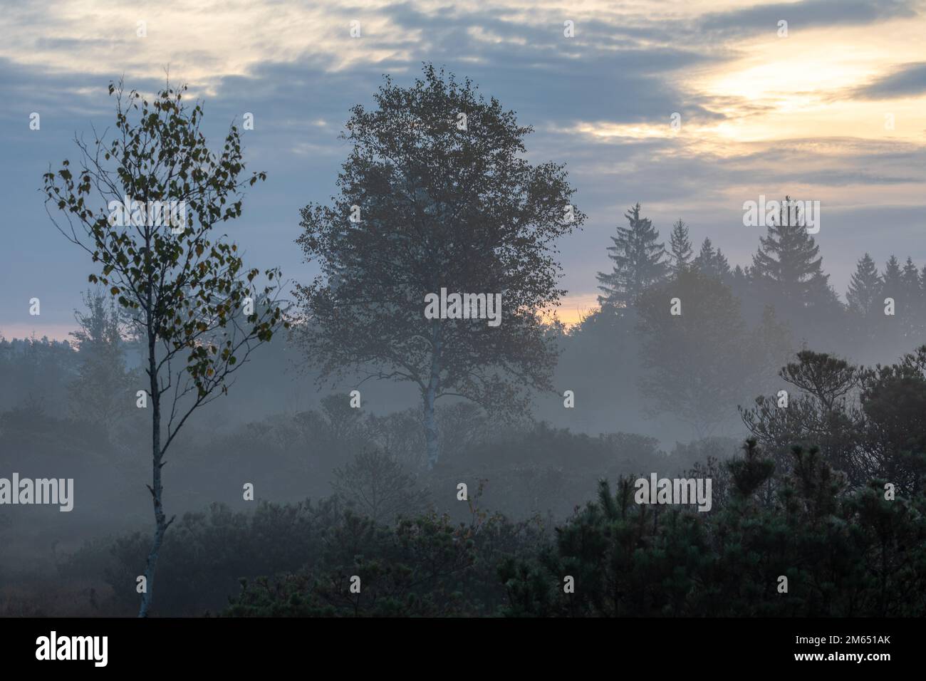 Foggy dawn in Wenger Moor, a high moor in Salzburger Land county ...