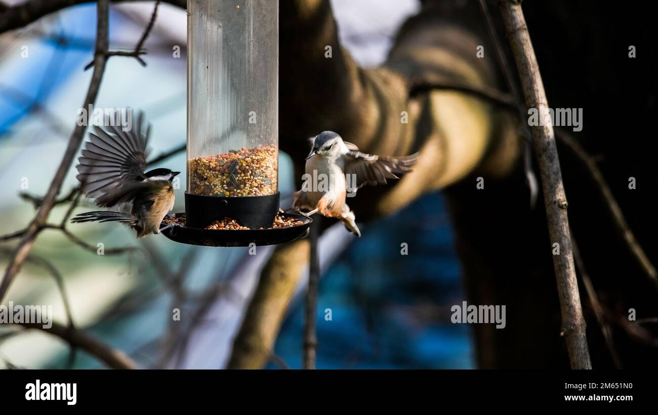 Black capped Chickadee and White breasted Nuthatch at bird feeder with ...