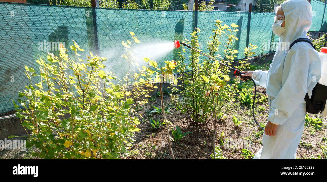 The gardener in a protective suit, in a mask and glasses, with the help ...