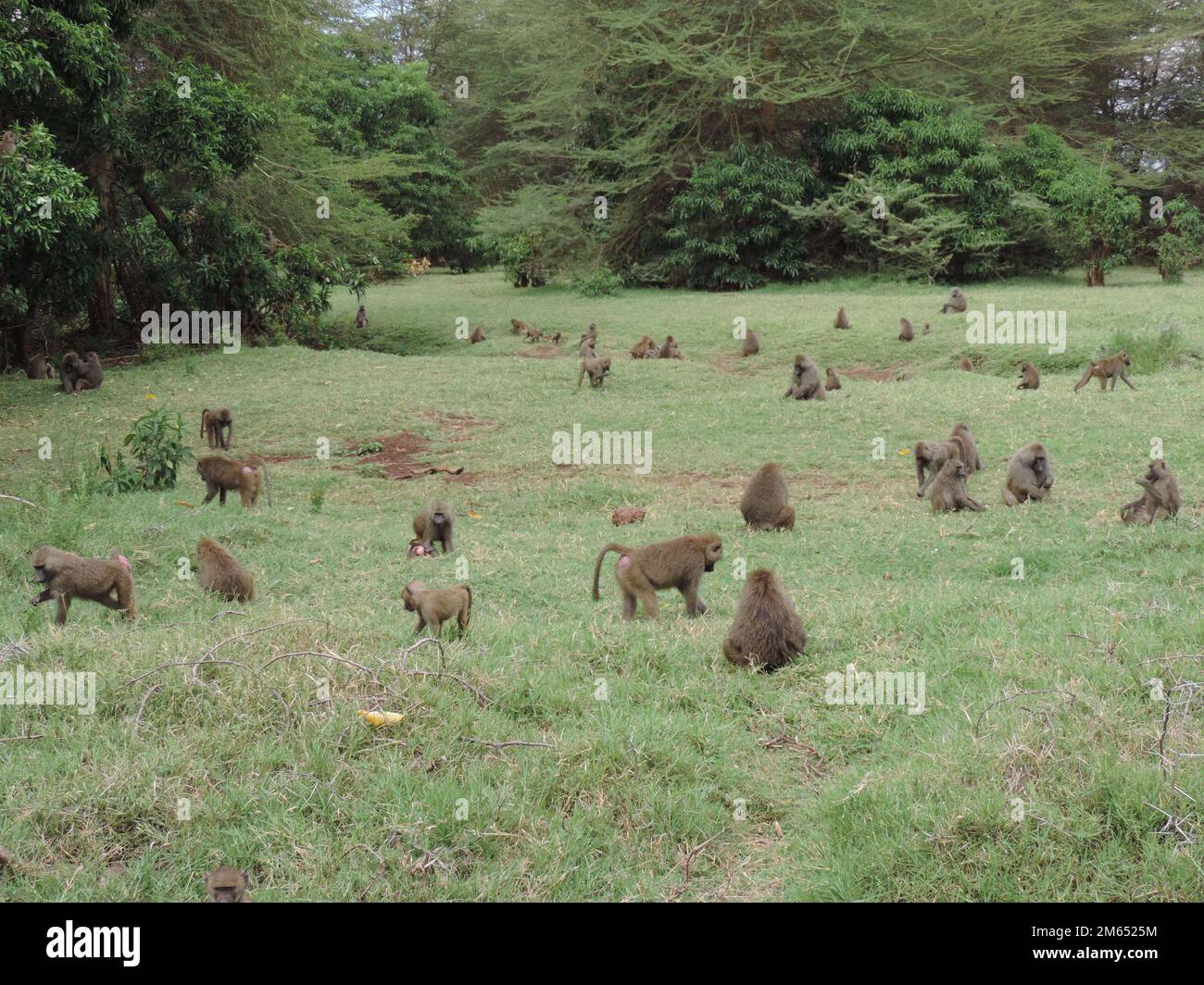 Baboon monkeys in the savannah Tanzania East Africa Stock Photo - Alamy